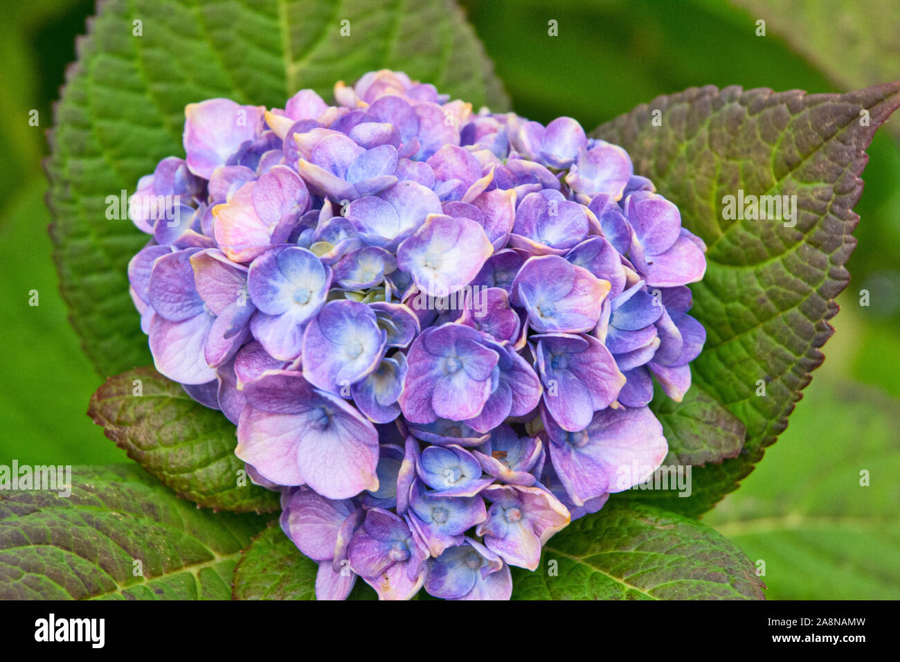 Colorful autumn leaves and flowers are beautiful in the cooler weather ...
