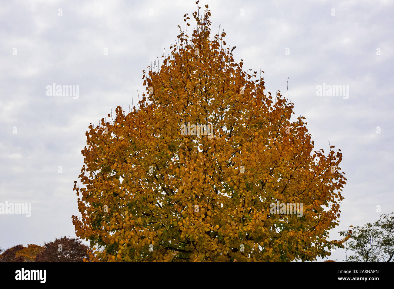 Colorful autumn leaves and flowers are beautiful in the cooler weather ...
