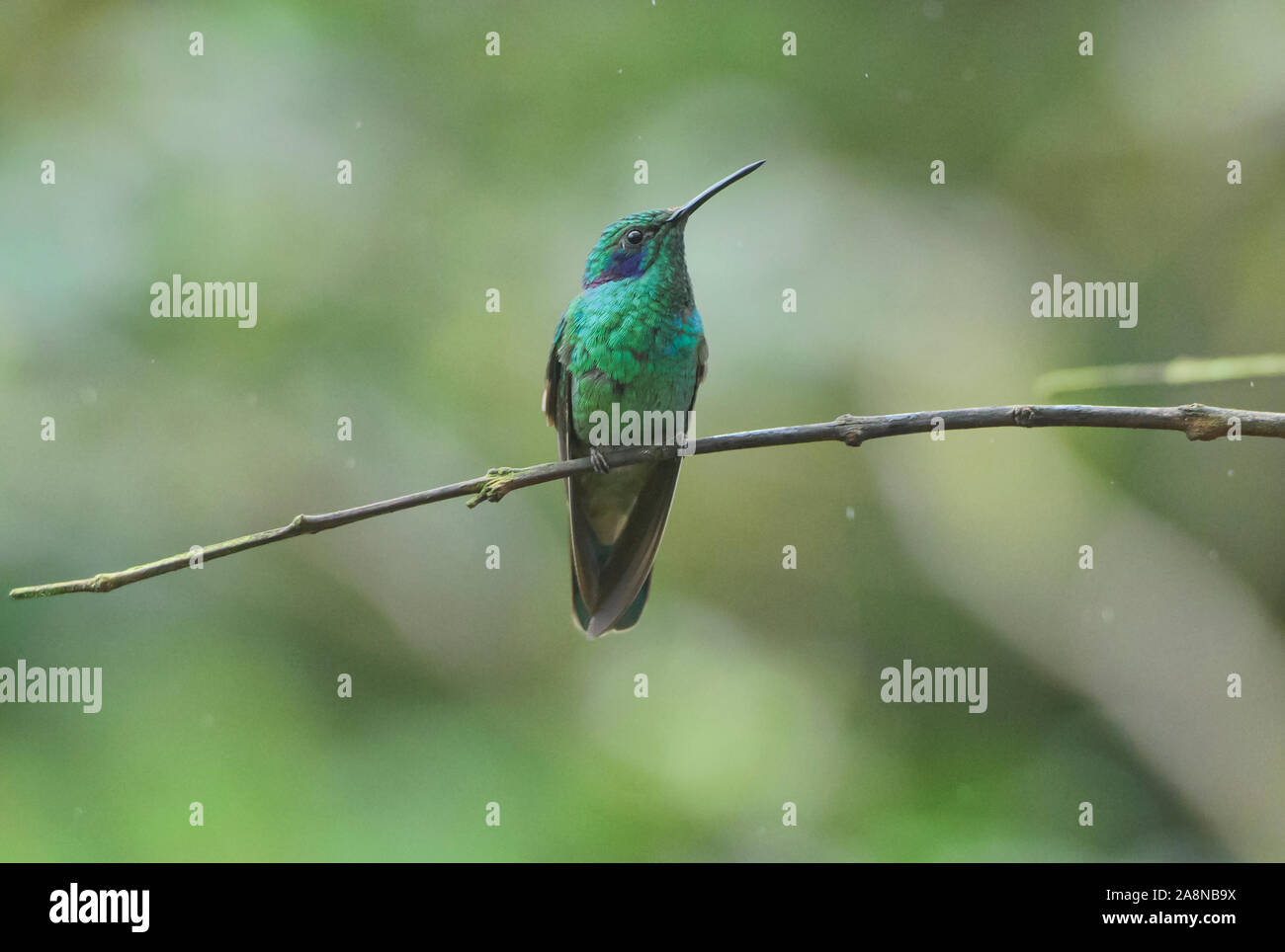 Sparkling violetear hummingbird (Colibri coruscans), Bellavista Cloud ...