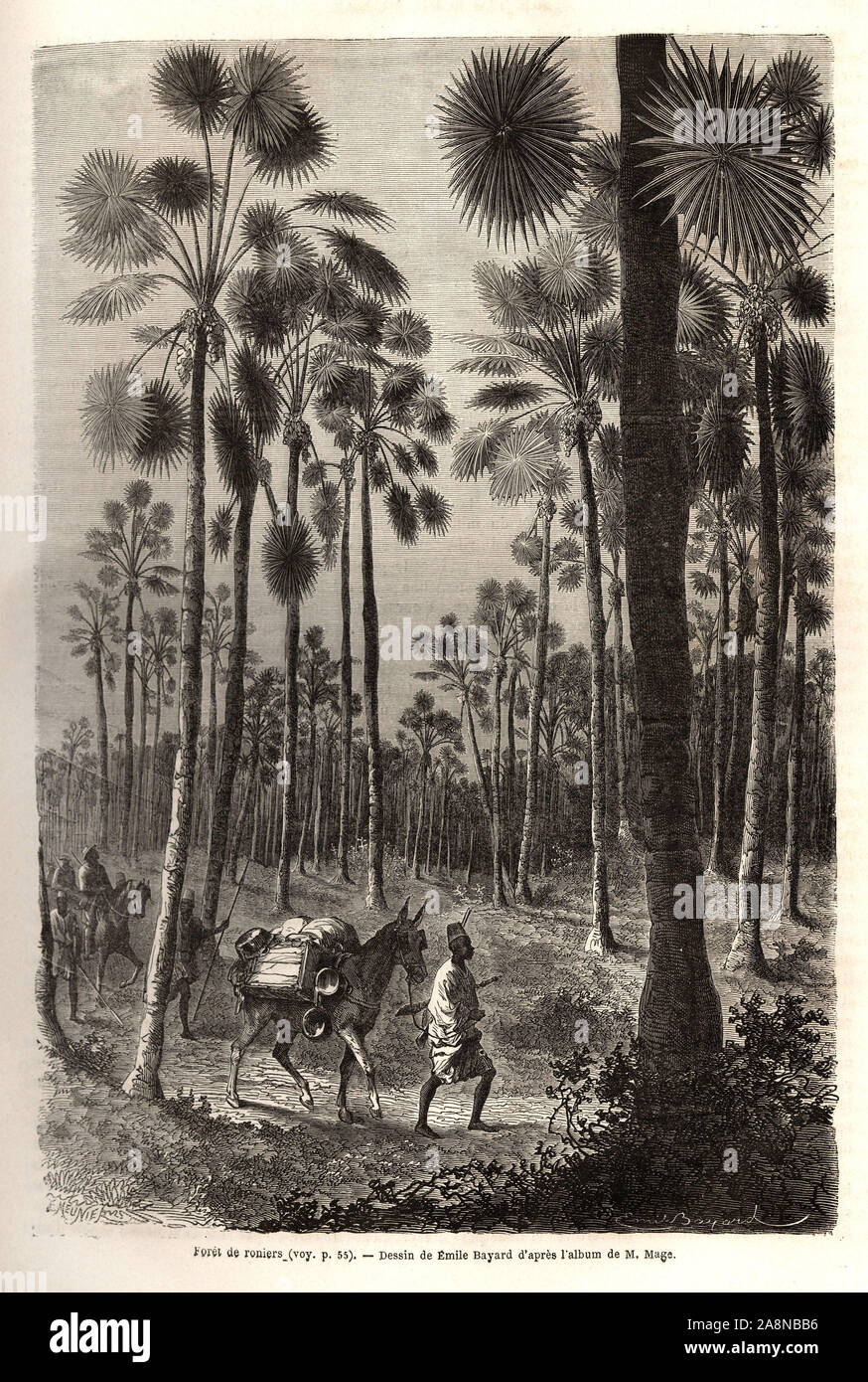 Ronier palm hi-res stock photography and images - Alamy