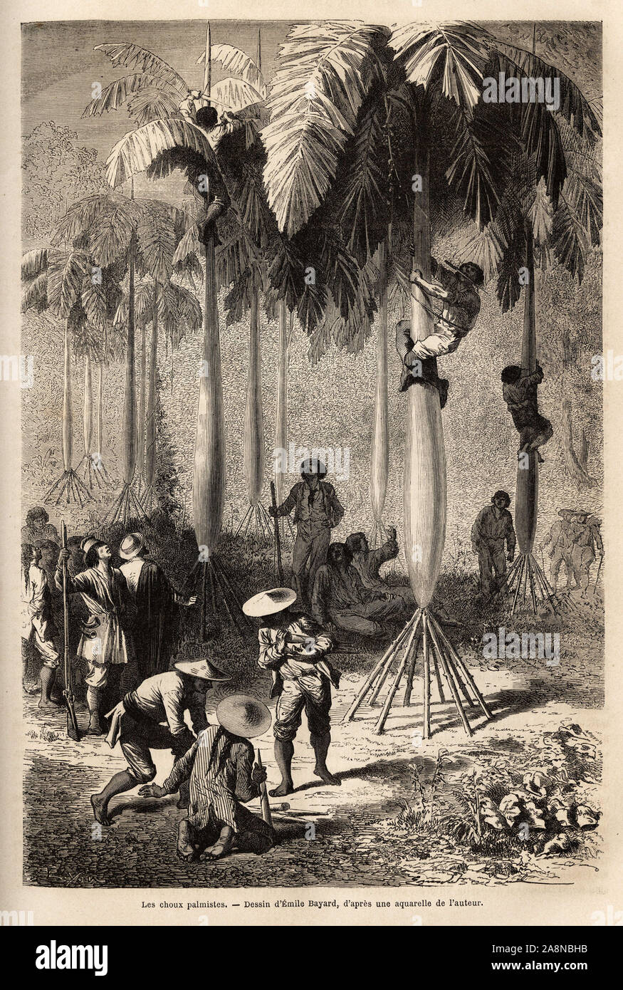 Les choux palmistes; apres avoir ete devalises par des indiens, l ...