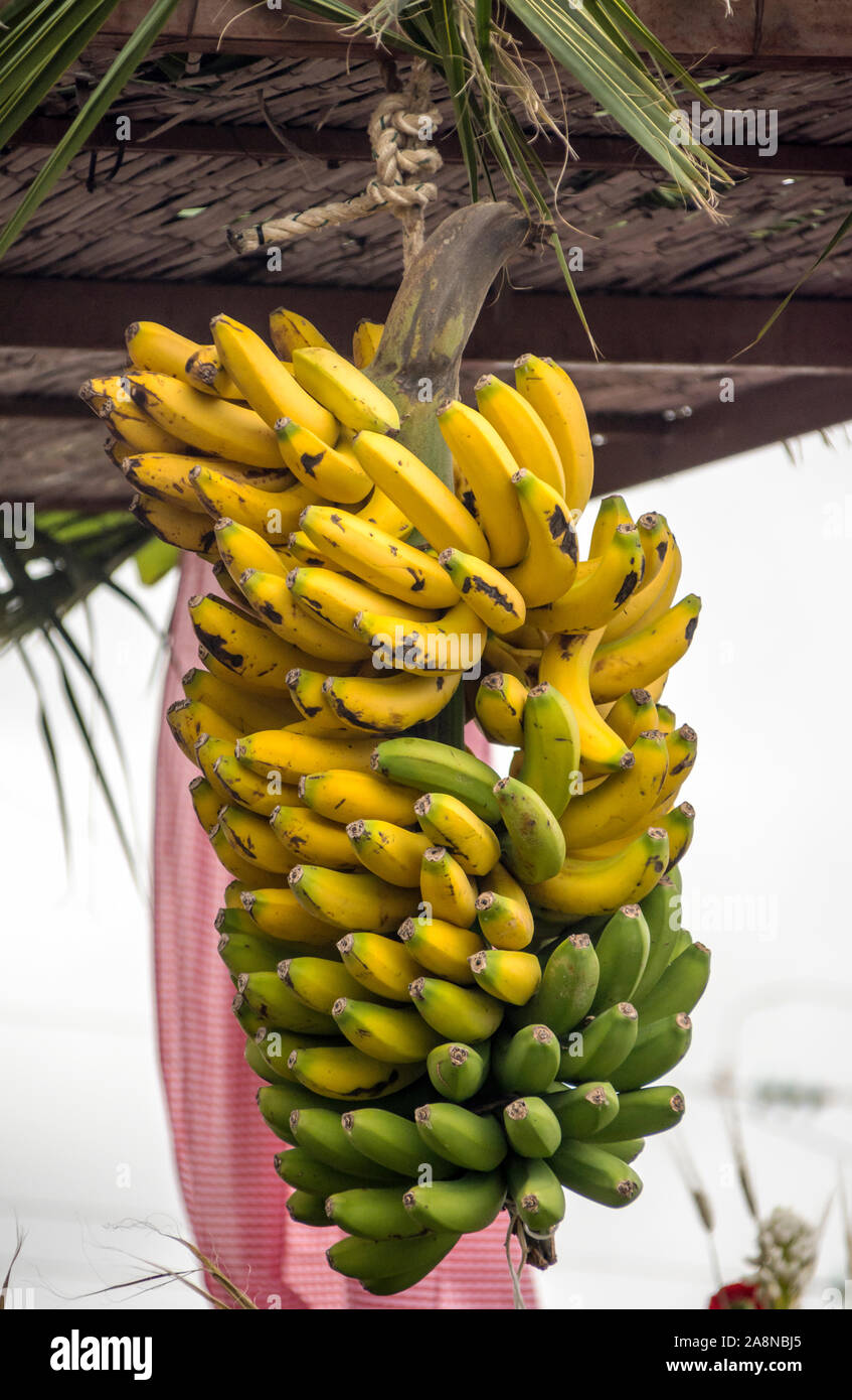 Clusters of bananas outdoors Stock Photo - Alamy
