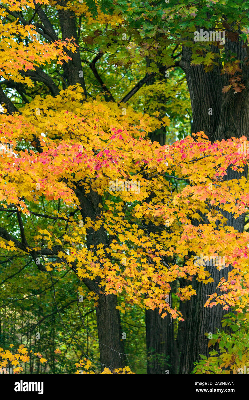 Lifecycle of trees hi-res stock photography and images - Alamy
