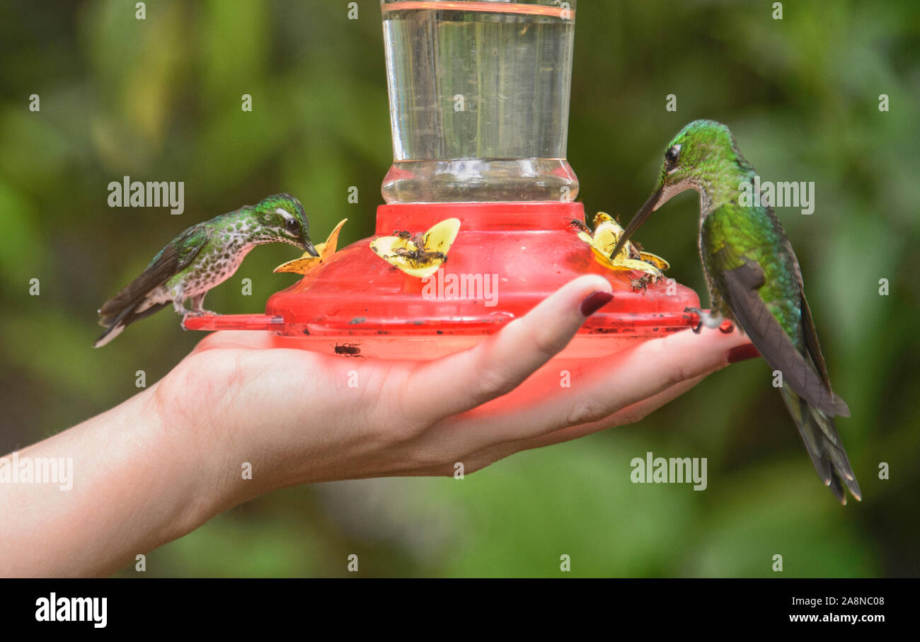 Hummingbirds at a feeder, San Tadeo, Mindo, Ecuador Stock Photo - Alamy