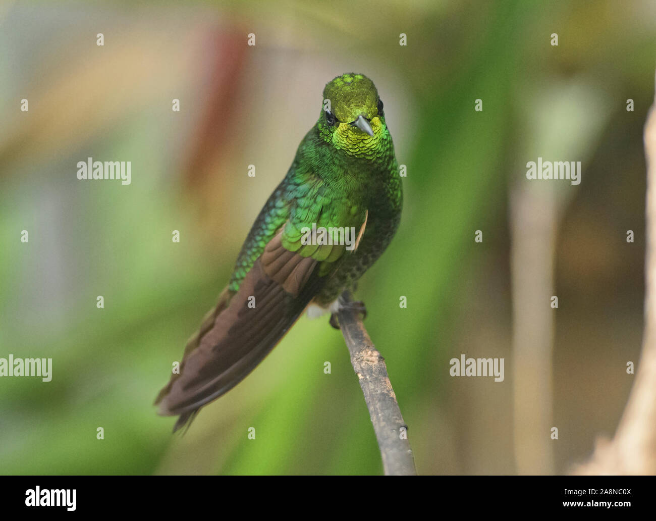 Buff-tailed coronet hummingbird (Boissonneaua flavescens), Bellavista ...