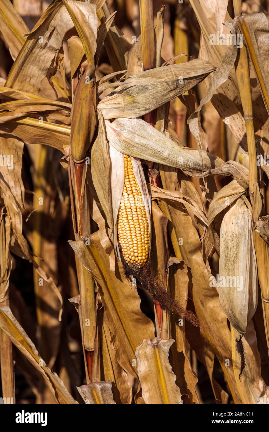 Seed corn farming indiana usa hi-res stock photography and images - Alamy