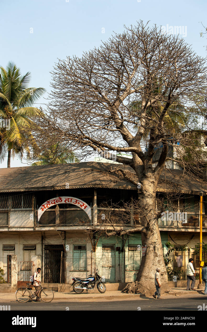 26 Dec 2006 2016- Indian Tree Gorakh Chinch, also known as Baobab ...