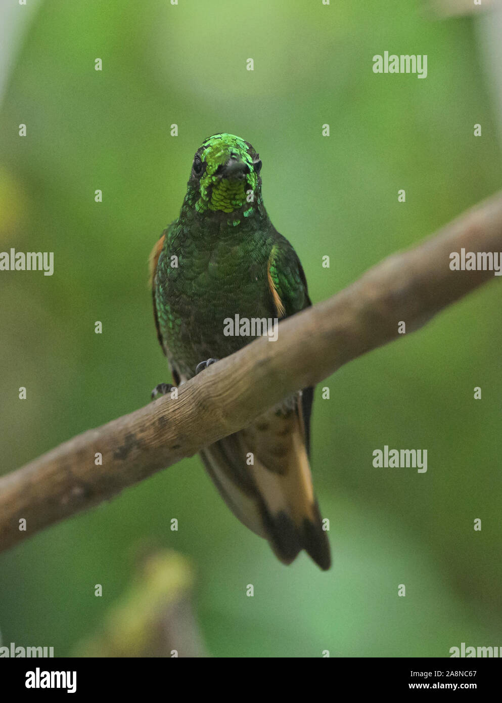 Buff-tailed coronet hummingbird (Boissonneaua flavescens), Bellavista ...
