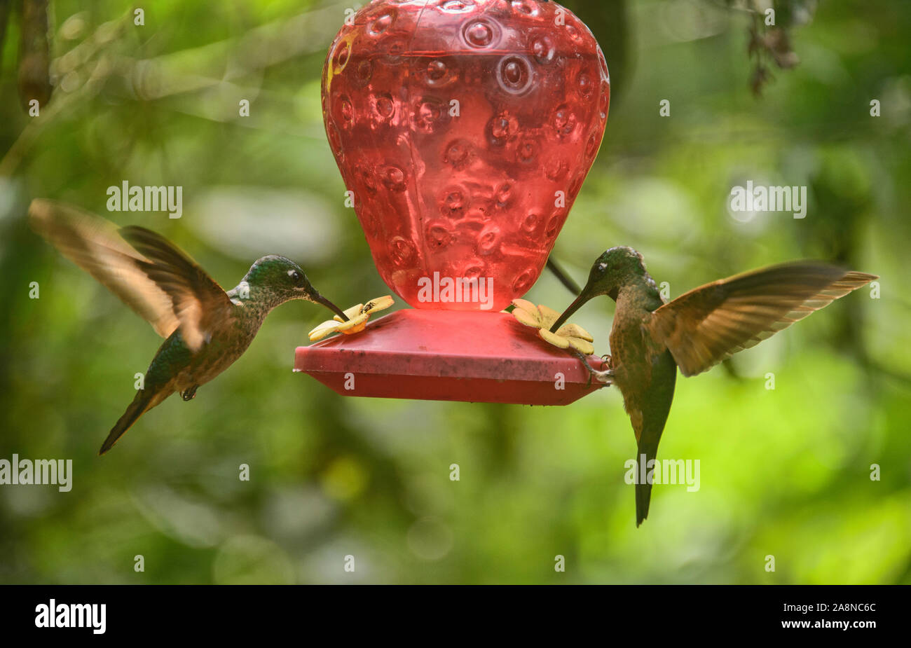 Hummingbirds at a feeder, San Tadeo, Mindo, Ecuador Stock Photo - Alamy