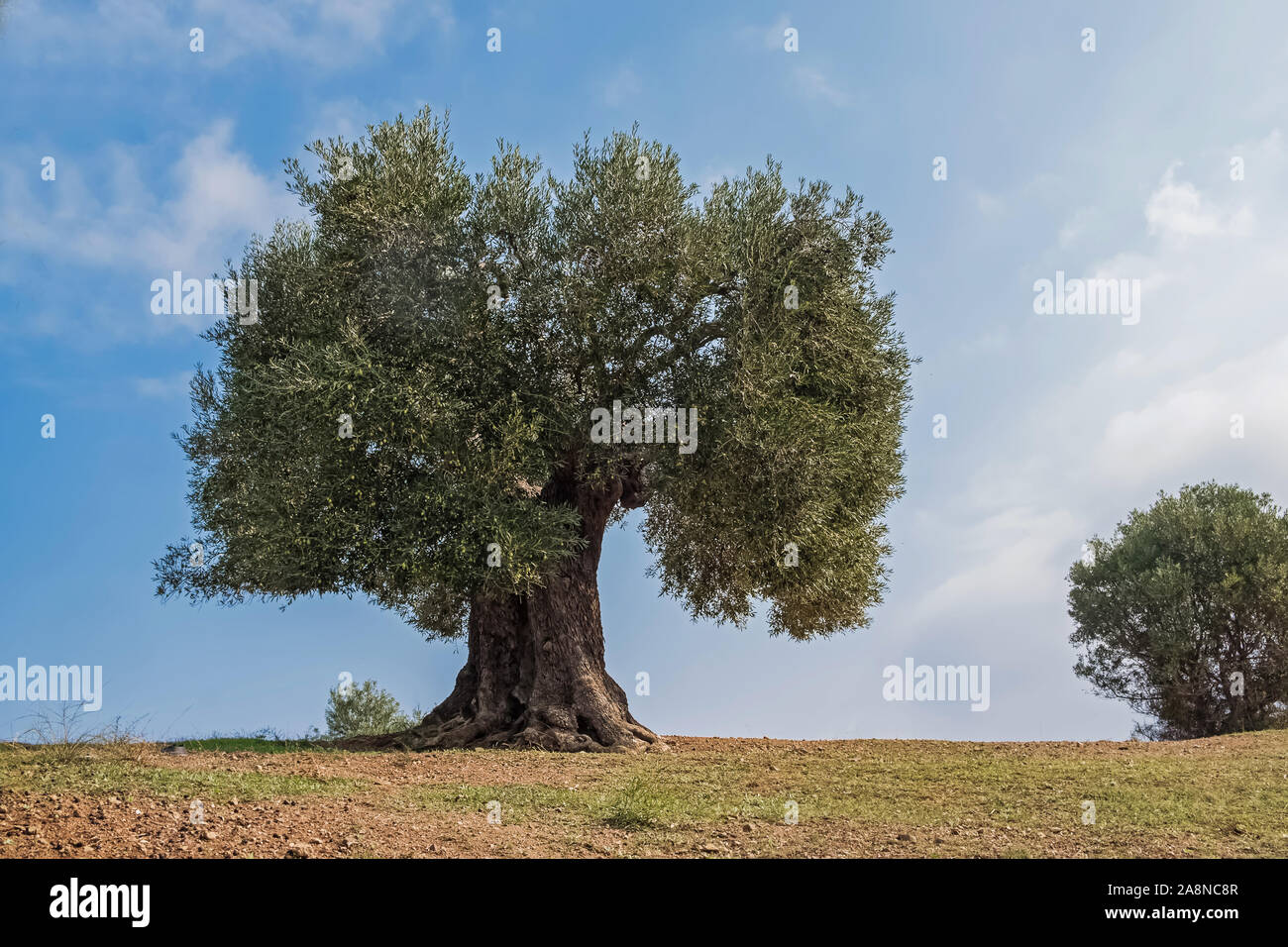Big olive tree hi-res stock photography and images - Alamy