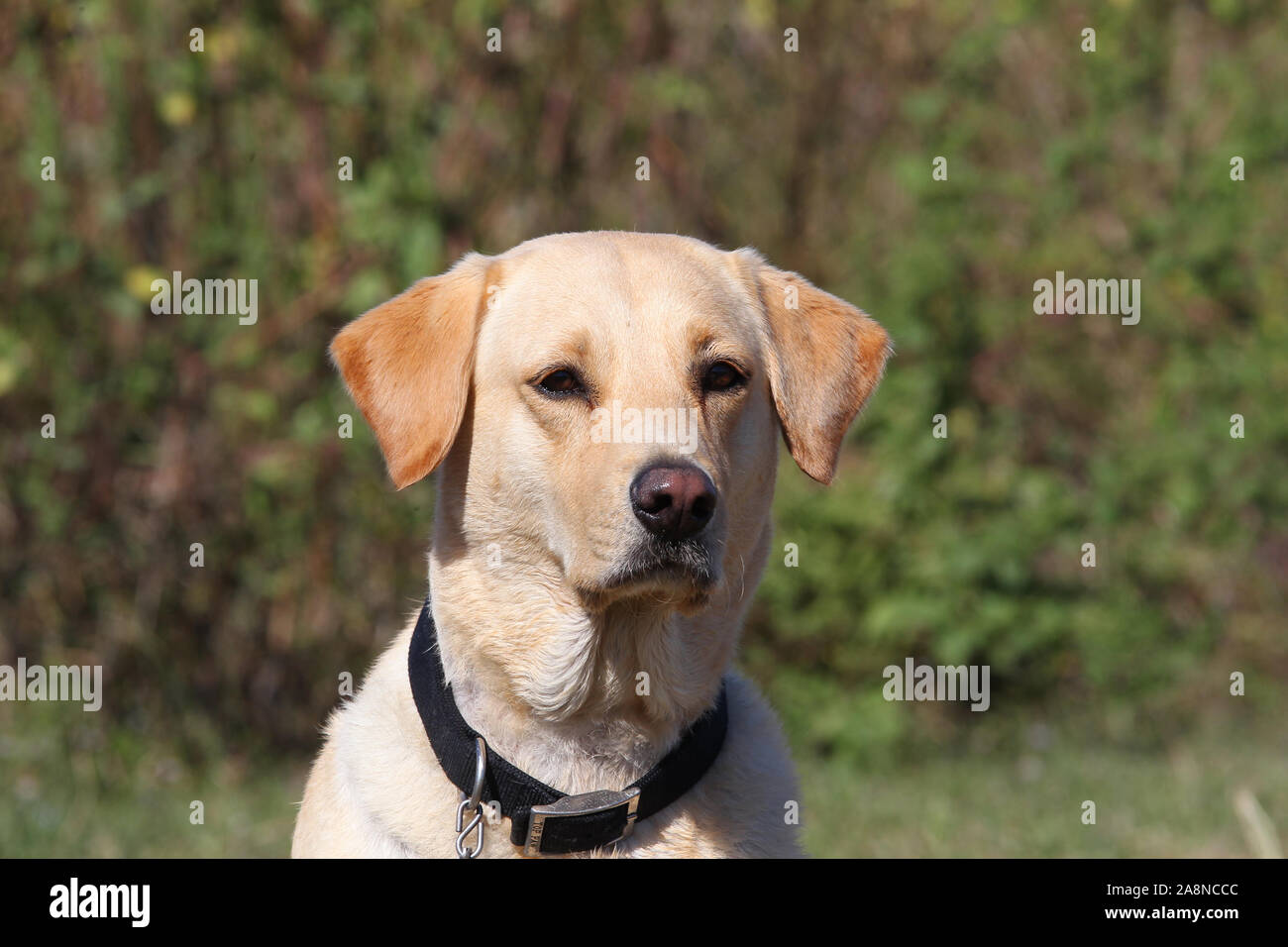 Labrador retriever retrieving bumper hi-res stock photography and ...