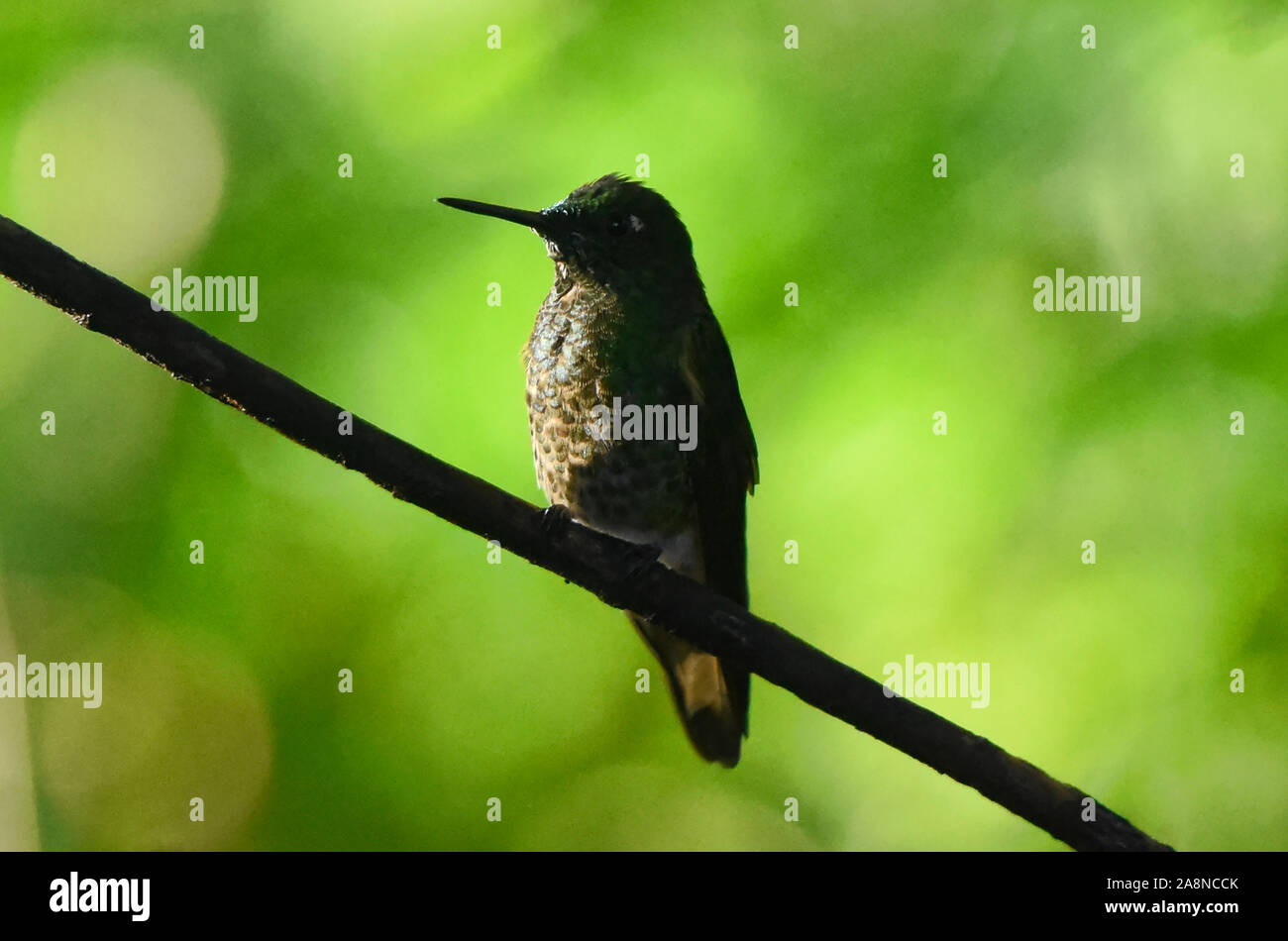 Buff-tailed coronet hummingbird (Boissonneaua flavescens), Bellavista ...