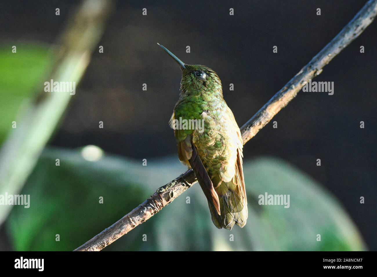 Buff-tailed coronet hummingbird (Boissonneaua flavescens), Bellavista ...