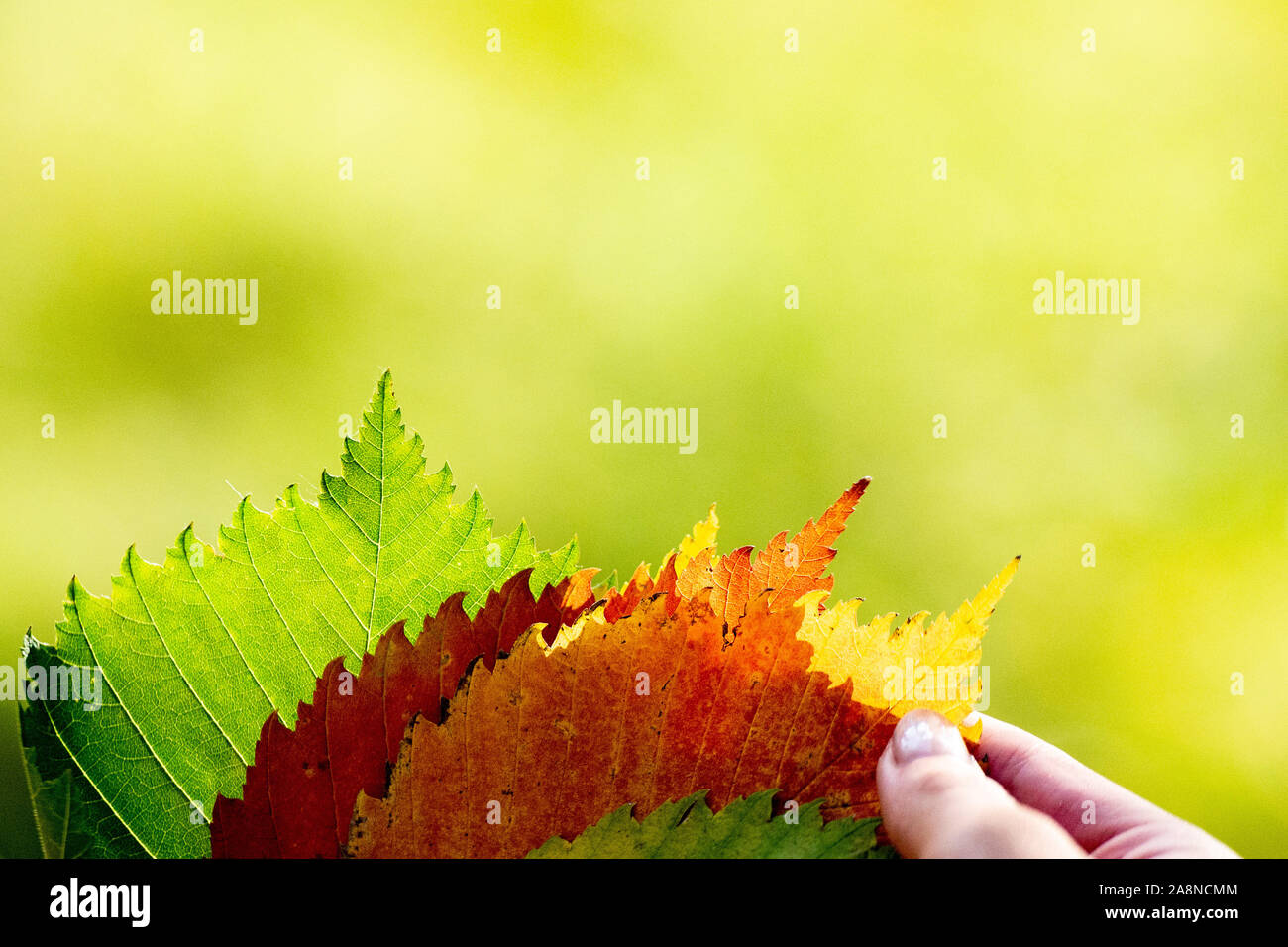 Beautiful hands with leaf hi-res stock photography and images - Alamy