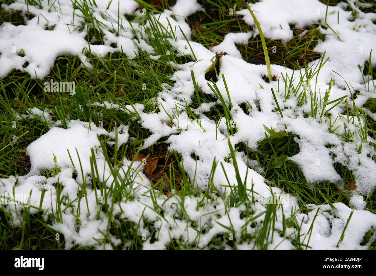 Snow covered green grass. Green grass under the snow. White snow and ...