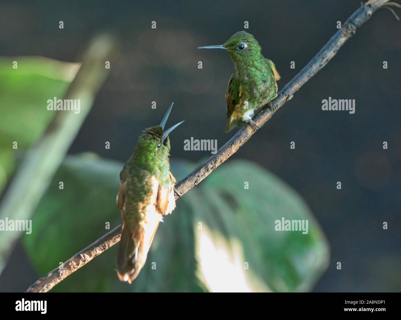 Buff-tailed coronet hummingbirds (Boissonneaua flavescens), Bellavista ...