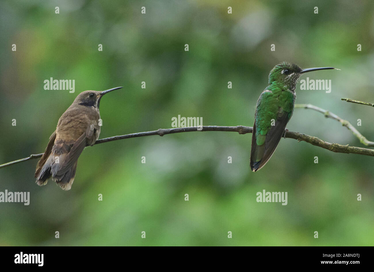 Hummingbirds on a branch, Bellavista Cloud Forest Reserve, Mindo ...
