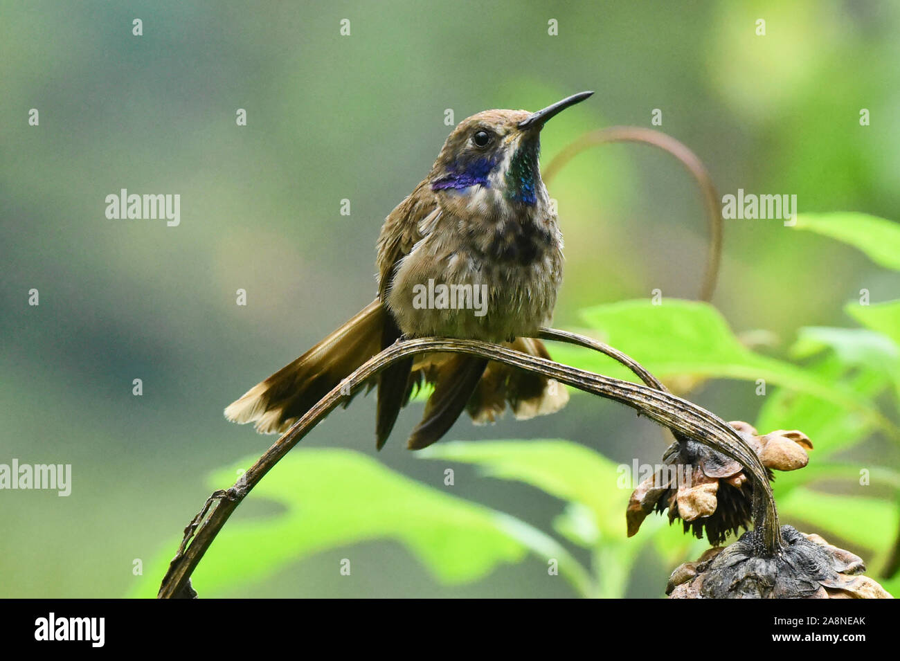 Brown violetear hummingbird (Colibri delphinae), Bellavista Cloud ...
