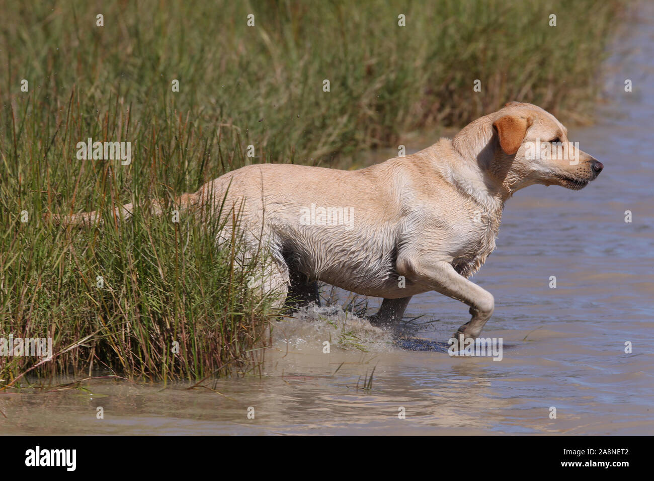 Black labrador retriever retrieving bumper hi-res stock photography and ...