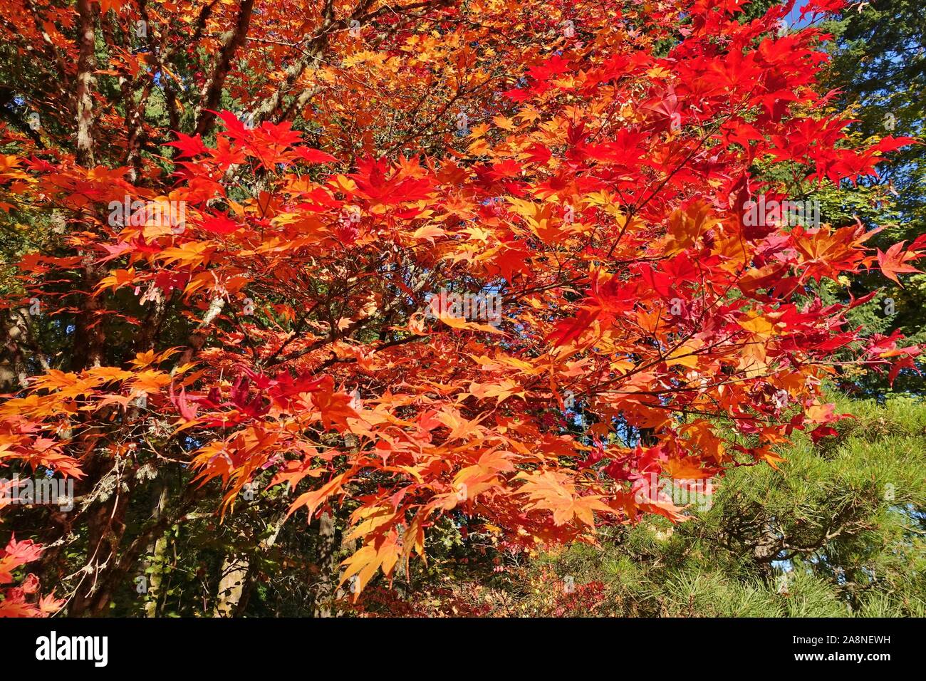 Autumn view of the landmark Portland Japanese Garden in Portland ...