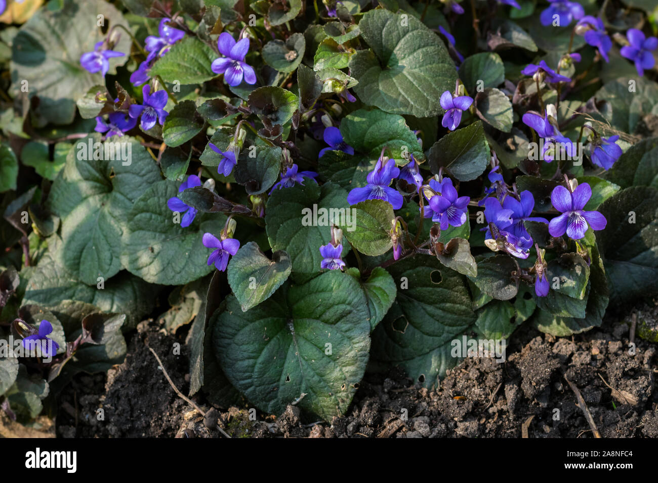 Viola labradorica, also known as alpine violet or Labrador violet, in a ...