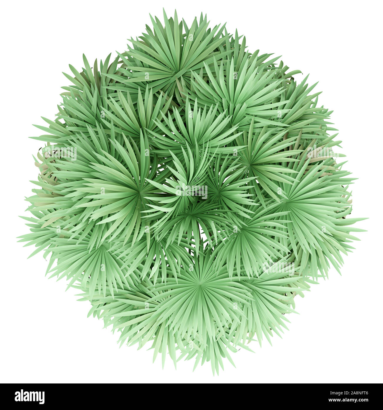 thatch palm tree isolated on white background. top view. 3d ...