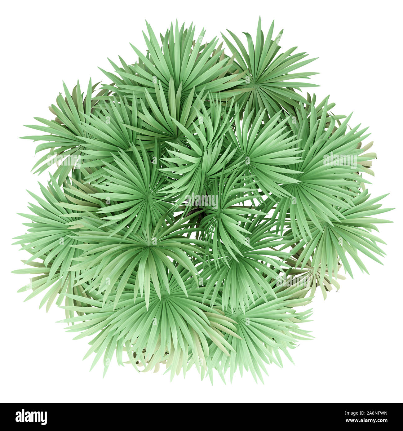 thatch palm tree isolated on white background. top view. 3d ...