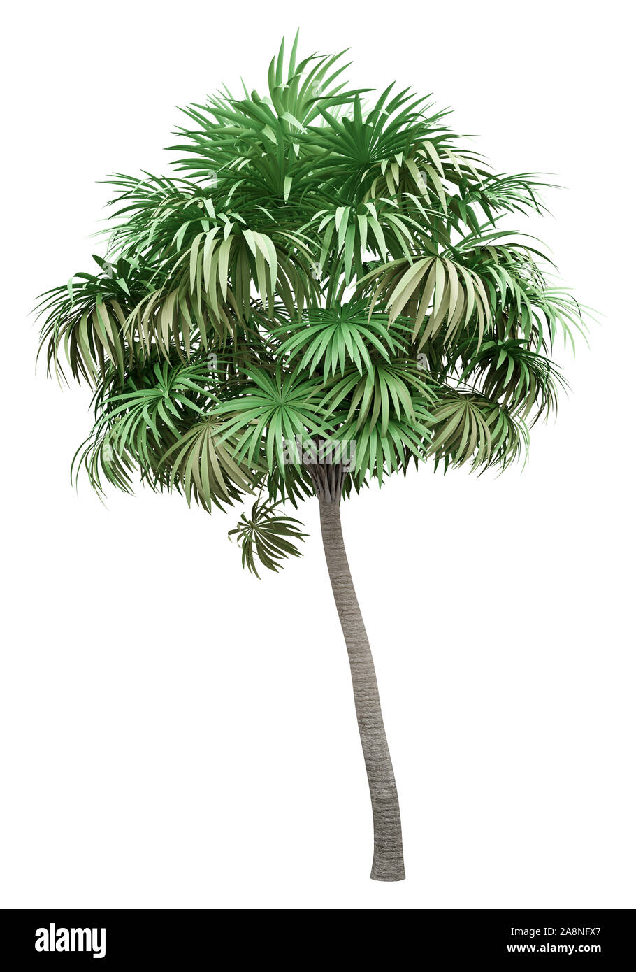 thatch palm tree isolated on white background. 3d illustration Stock ...