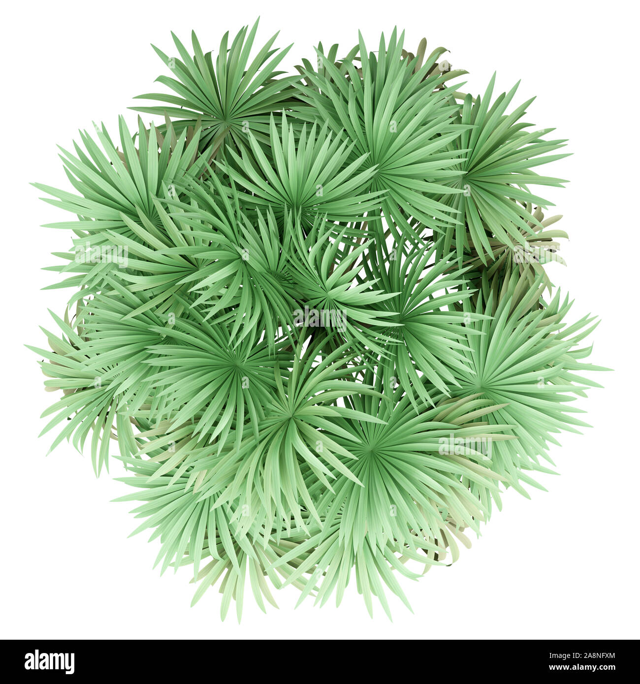 thatch palm tree isolated on white background. top view. 3d ...