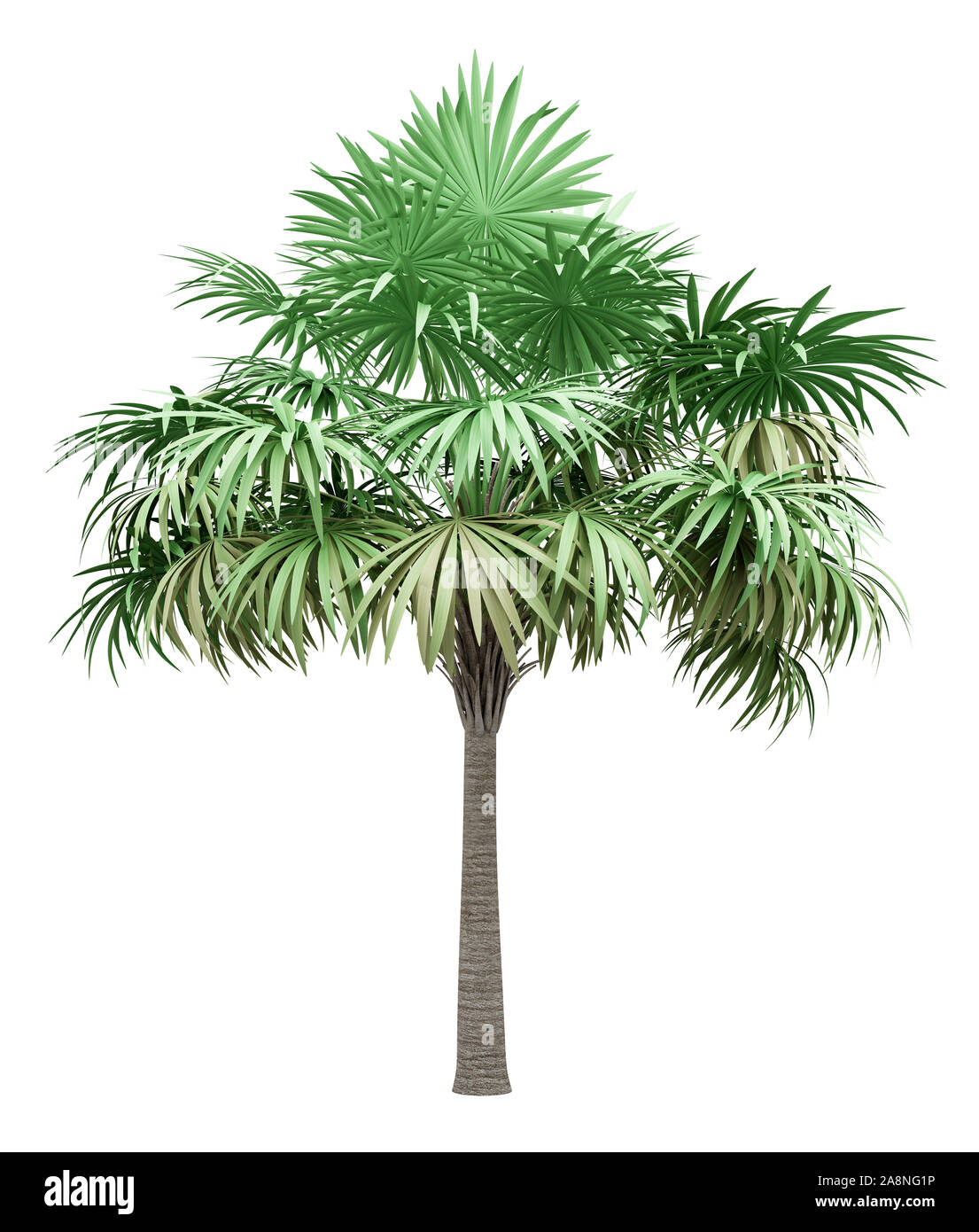 Florida thatch palm hi-res stock photography and images - Alamy