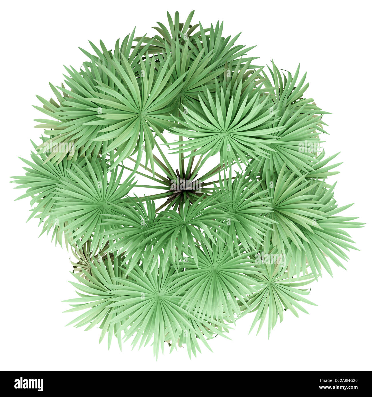 thatch palm tree isolated on white background. top view. 3d ...