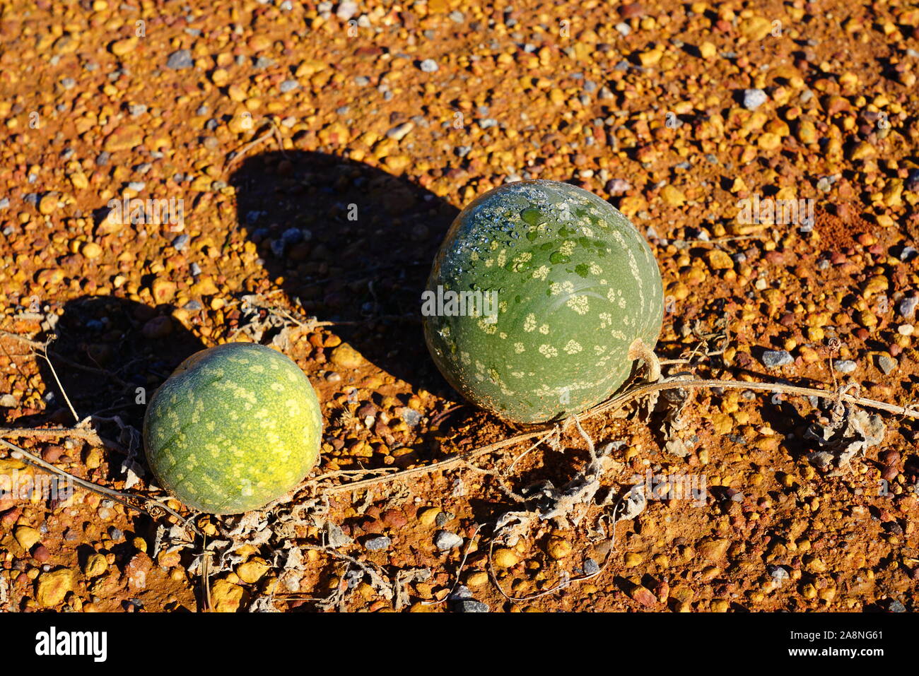 Paddy melon hi-res stock photography and images - Alamy