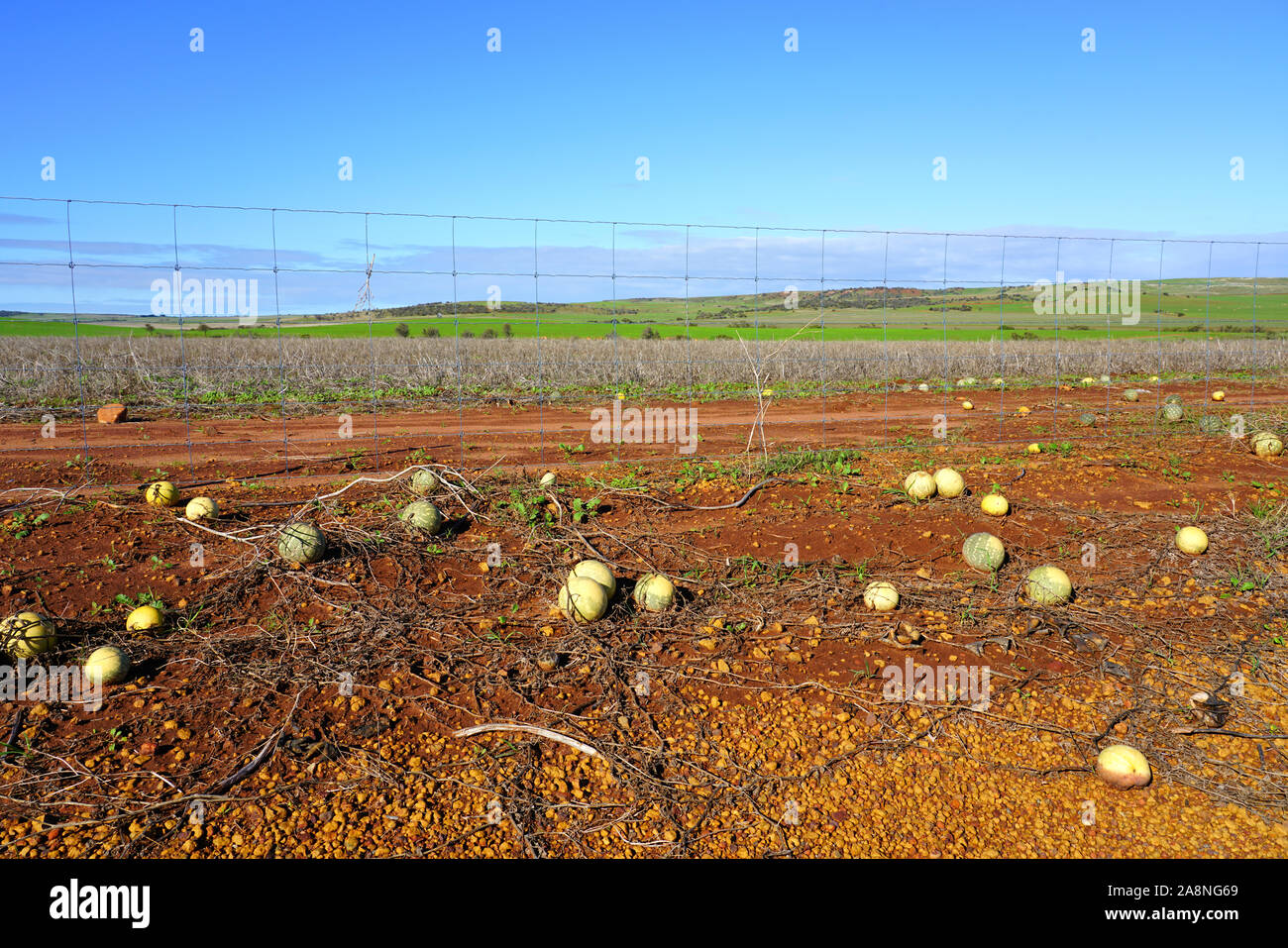 Paddy melon hi-res stock photography and images - Alamy