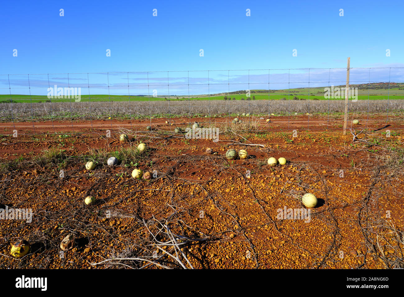 Paddy melon hi-res stock photography and images - Alamy