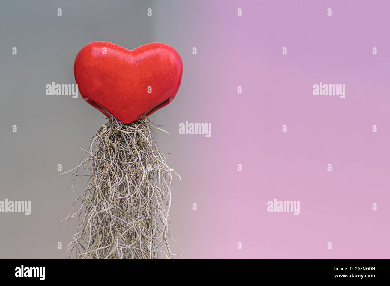 One small heart on a rope hanging on a gray pink background Stock Photo ...