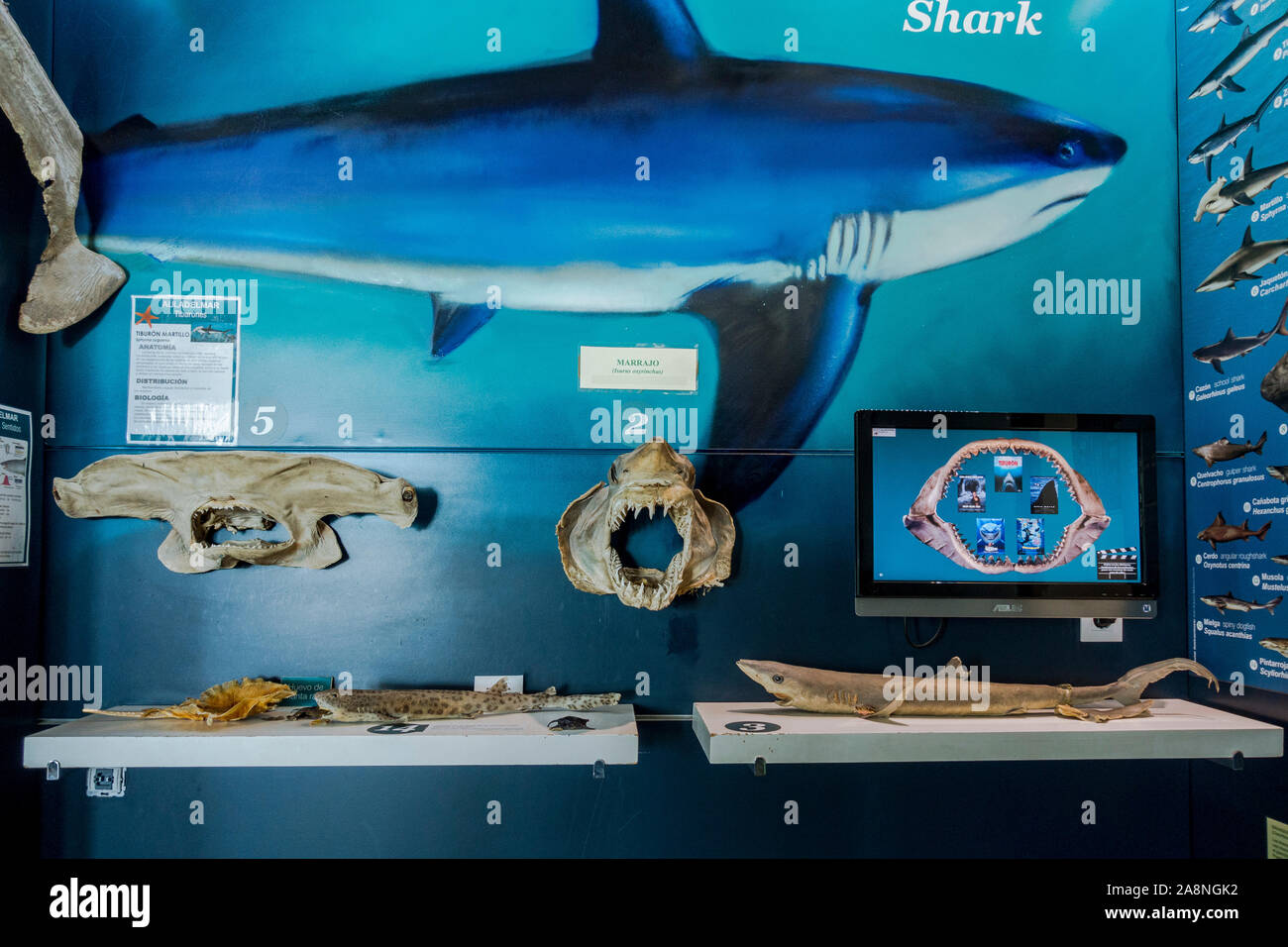 Shark display at Alborania Aula del mar, Maritime Museum at Marina ...