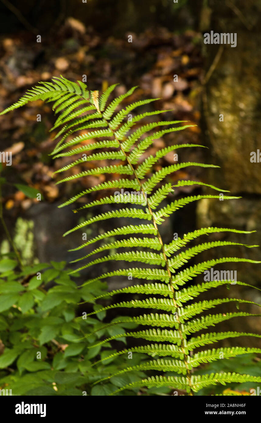Large leaf fern hi-res stock photography and images - Alamy