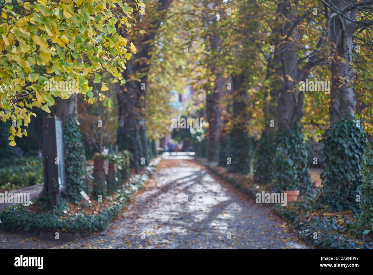 Botanical Gardens of Wroclaw in autumn Stock Photo - Alamy