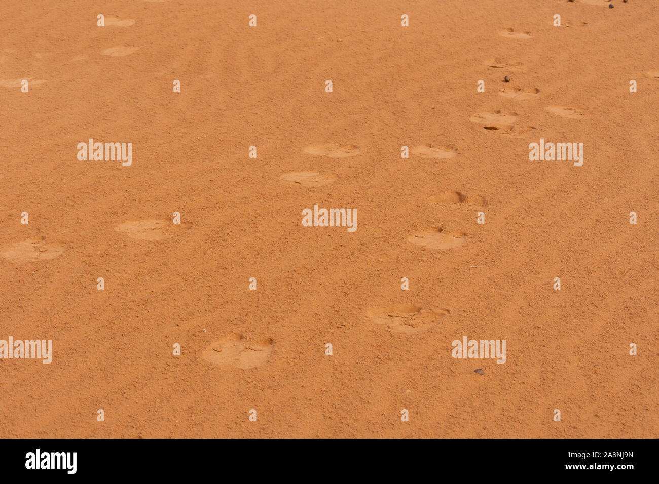 Camel footprint in sand hi-res stock photography and images - Alamy