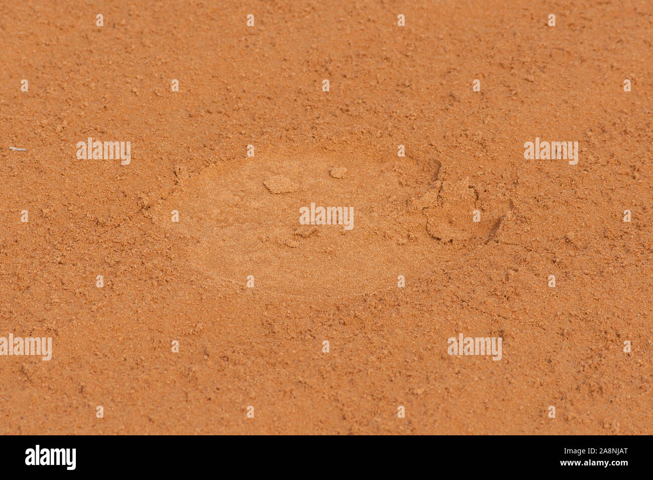 Camel footprint in sand hi-res stock photography and images - Alamy