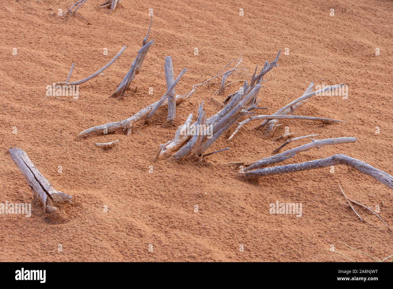 Dry sticks from a dead tree in the arid, dry desert of the United Arab ...
