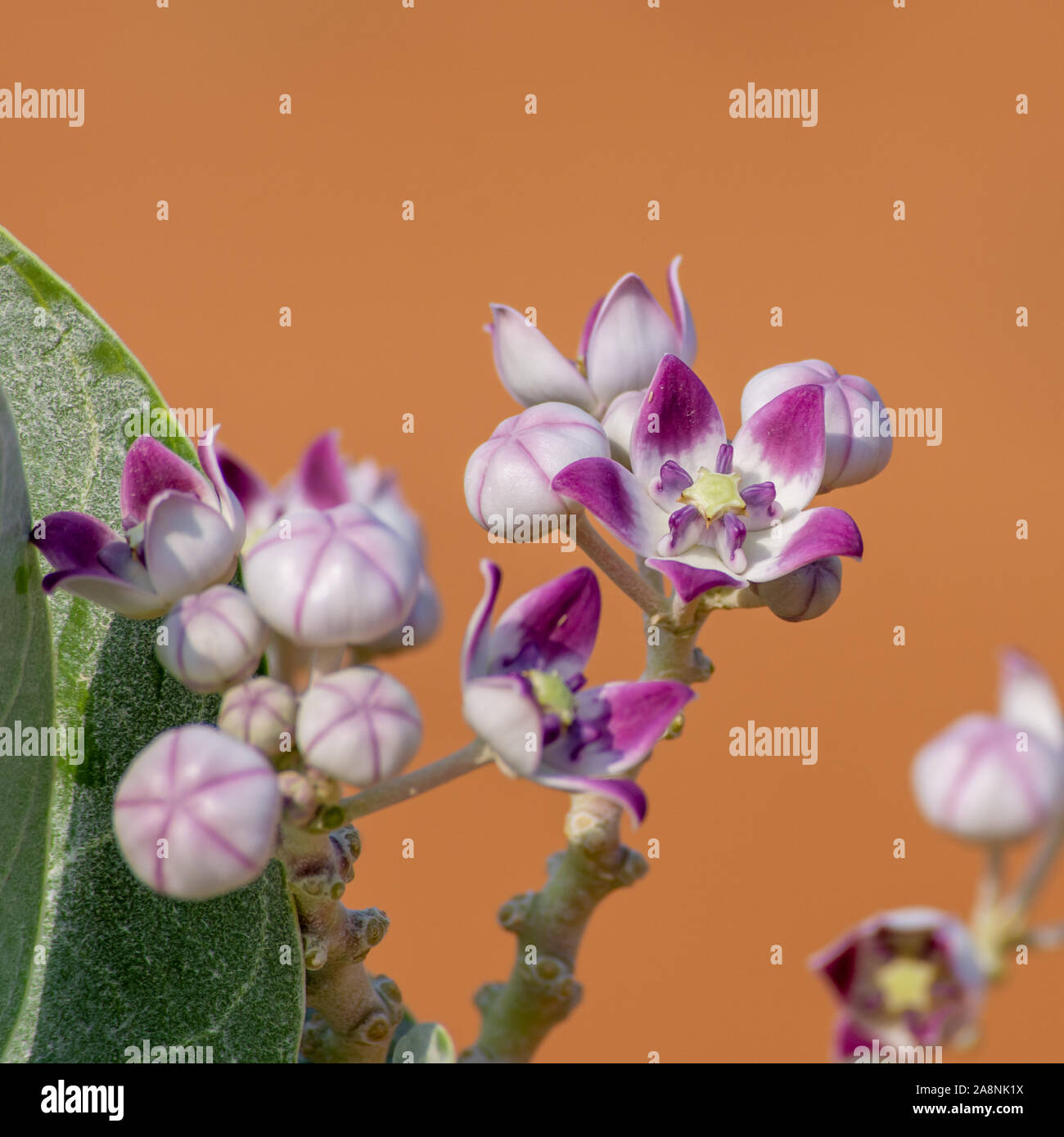 Desert Orchid High Resolution Stock Photography and Images - Alamy