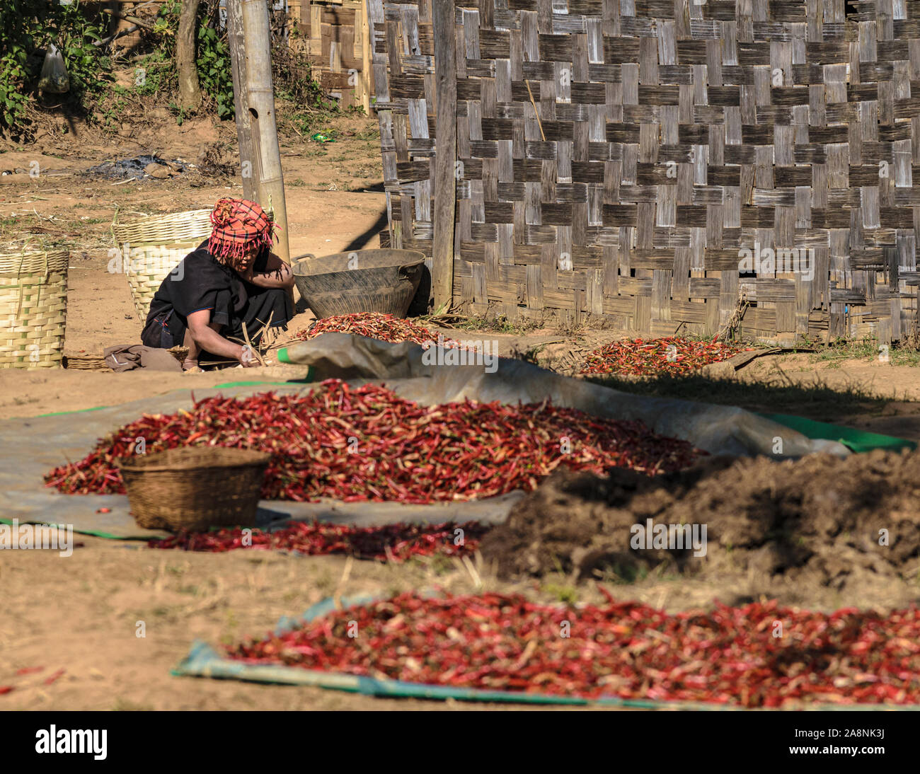 Burmese woman wearing traditional outfit working with the died chilli ...