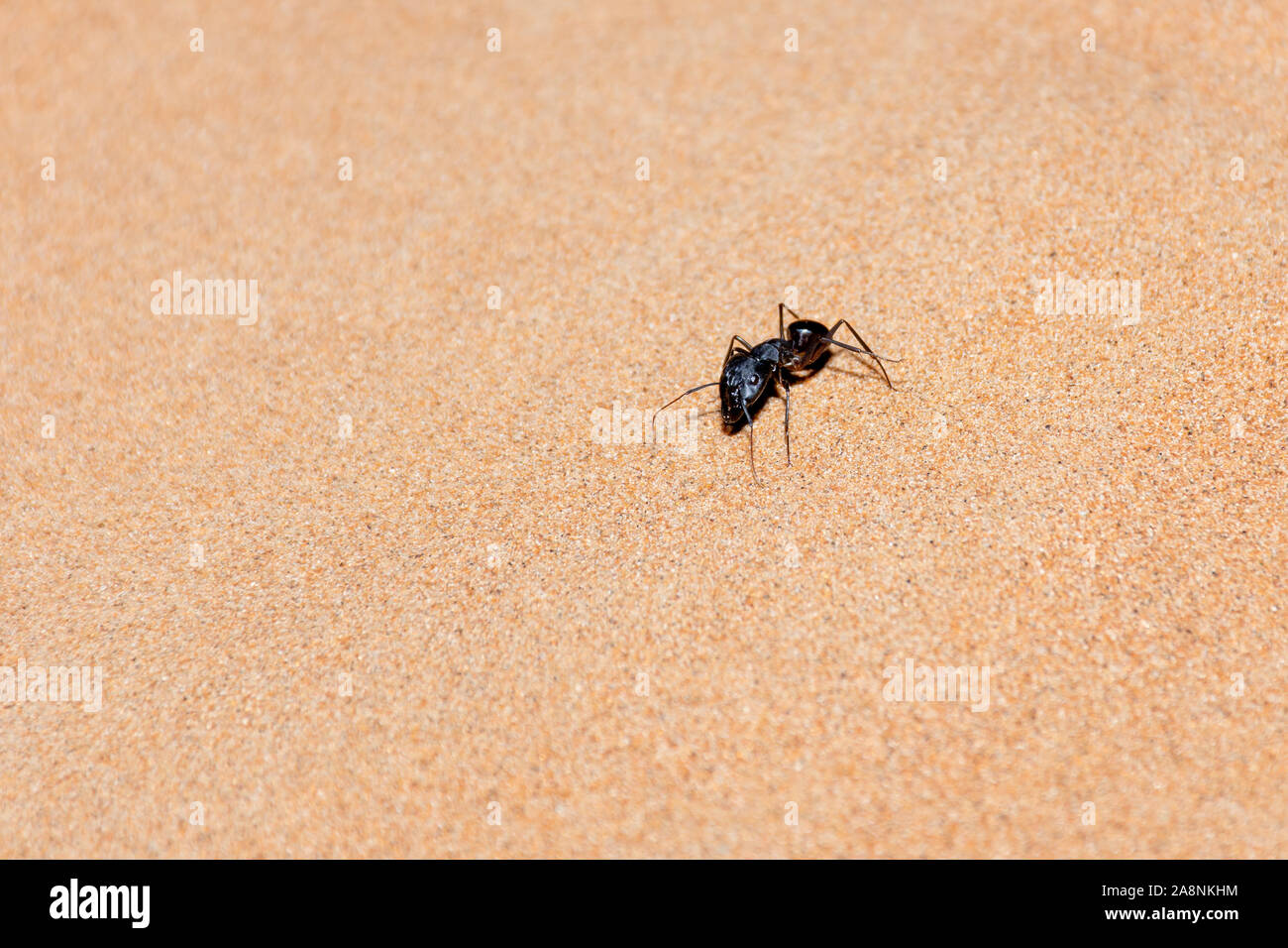 Giant Ant (Camponotus xerxes), a black night time creature, running ...
