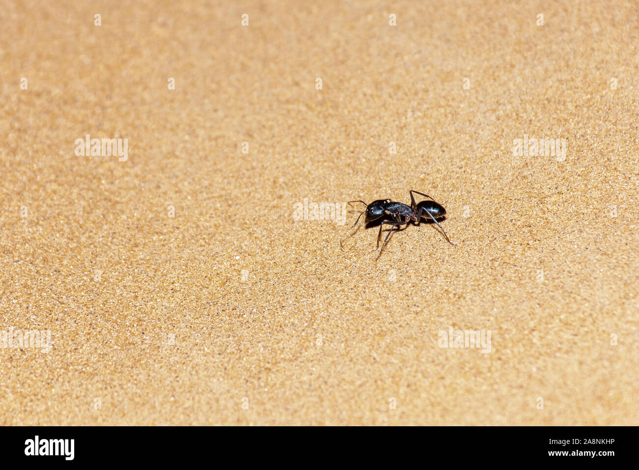 Giant Ant (Camponotus xerxes), a black night time creature, running ...
