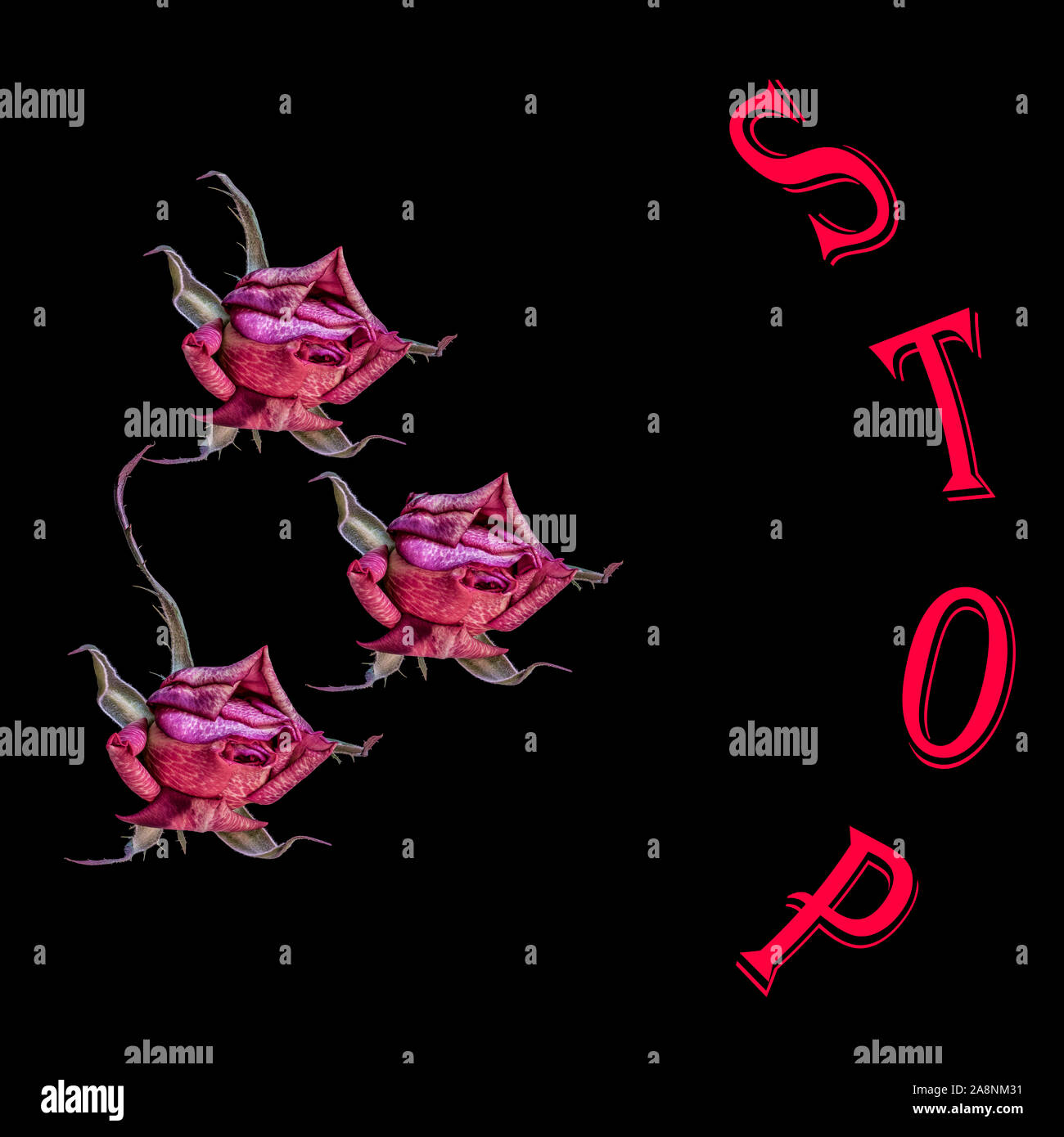 Signal rose hi-res stock photography and images - Alamy