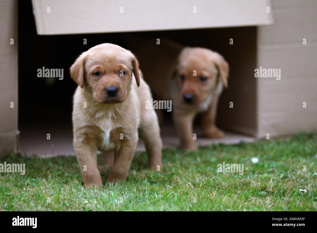 Lab jumping in water hi-res stock photography and images - Alamy