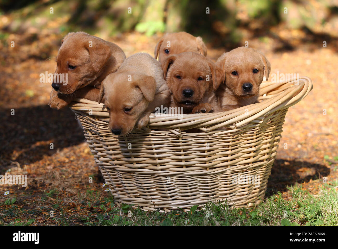 Lab jumping in water hi-res stock photography and images - Alamy