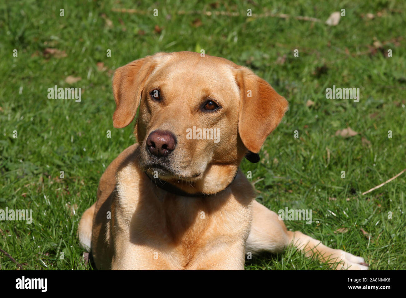 5 puppies by water hi-res stock photography and images - Alamy