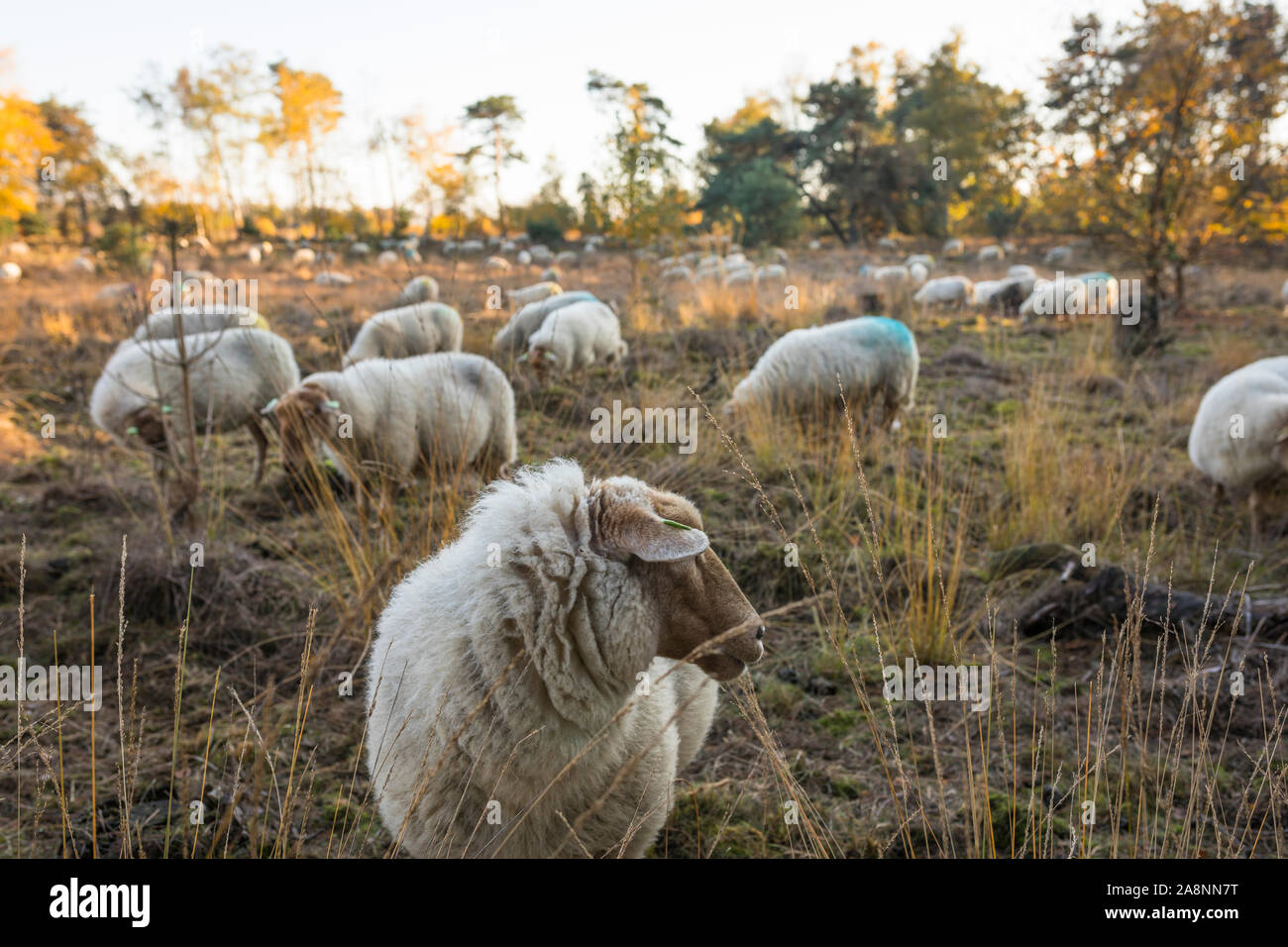 Kempisch hi-res stock photography and images - Alamy